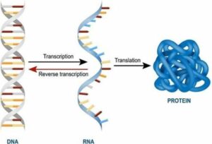 Génomique / Transcriptomique - Restore